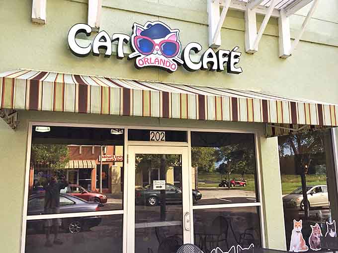 The Orlando Cat Café's mint-green exterior welcomes visitors with its whimsical sign featuring a cool cat in sunglasses – Florida's feline ambassador of style.