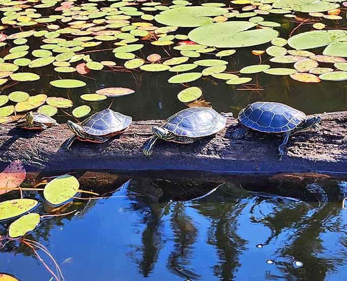 These turtles have the right idea, spending their days sunbathing on logs like tiny, shelled retirees living their best life in Minnesota.