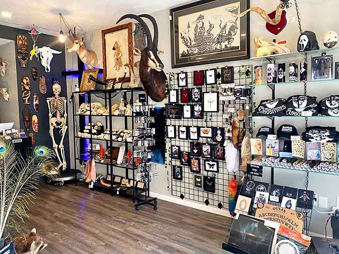 This corner showcases the shop's eclectic personality, where taxidermy meets vintage signage in a display that's both educational and conversation-starting.