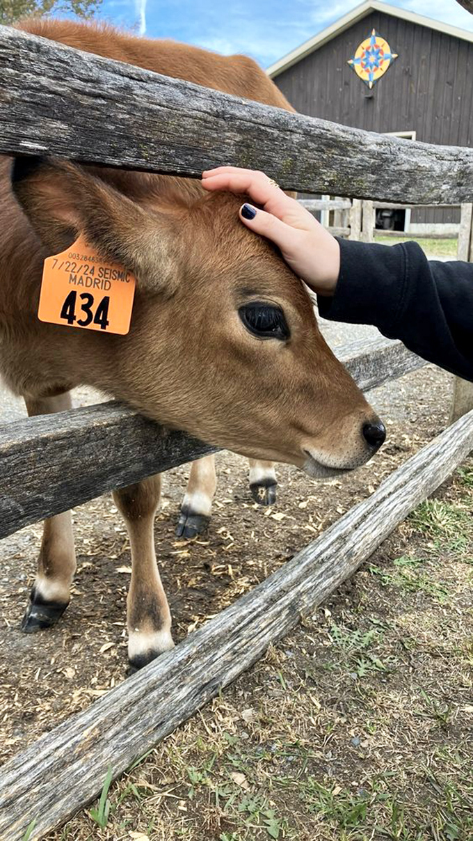 Jersey cows demonstrate the art of slow dining, methodically converting Vermont's lush grass into some of the creamiest milk this side of paradise.