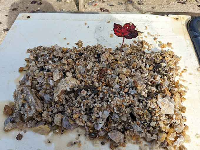 A successful sifting session yields a tray full of possibilities, each piece waiting to be identified and claimed as your personal discovery.