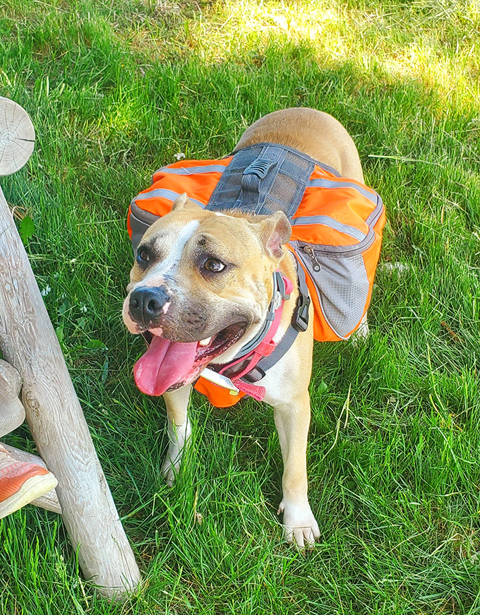 Every adventure needs a good companion &ndash; this happy trail dog with backpack seems ready to lead the way to the next discovery.
