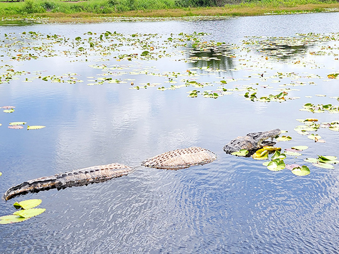 Prehistoric Florida residents make an appearance as alligators glide through lily-pad dotted waters &ndash; nature's ultimate survivors.