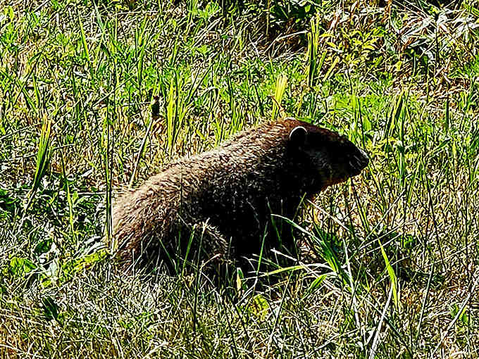 This groundhog appears to be conducting an inspection of the premises &ndash; the unofficial quality control manager of Keyesport's natural areas.