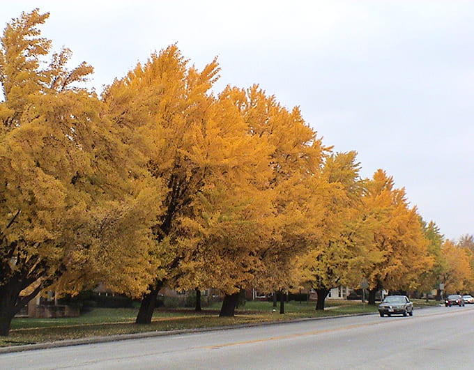 Fall transforms Harlem Avenue into a golden corridor, where ginkgo trees create a canopy that looks like nature's own light show.