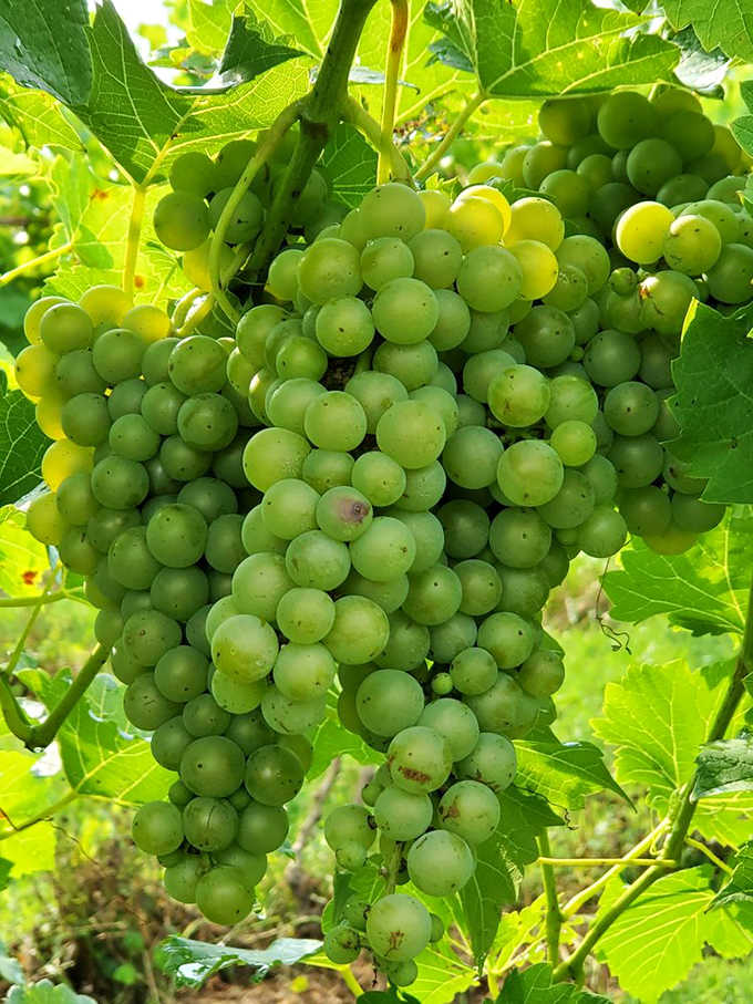 Clusters of green promise hang heavy on the vine &ndash; future bottles waiting to be born through patience, science, and a touch of magic.
