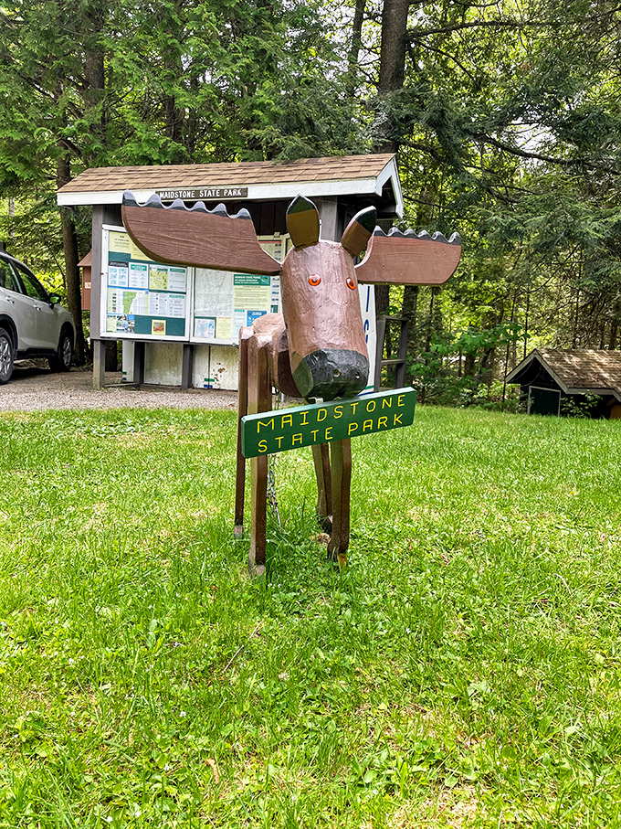 This whimsical wooden moose stands sentinel at Maidstone, a charming reminder that you've entered a place where wildlife still reigns supreme.