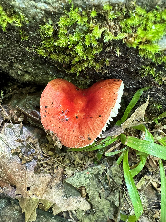 A vibrant mushroom plays peekaboo among the moss, reminding us that Mount Pisgah's smallest treasures are often hiding in plain sight.
