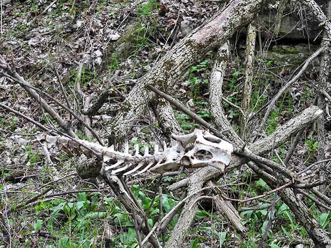 Circle of life: This skeletal reminder that we're all just passing through adds a philosophical dimension to your woodland wanderings.