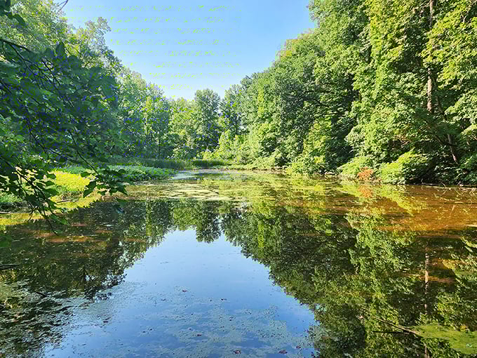 Mirror-like waters perfectly reflect the surrounding greenery, doubling the beauty in this tranquil wetland setting.