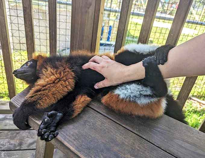 The striking coloration of this red ruffed lemur showcases nature's artistic flair, while gentle petting reveals their surprisingly soft fur.