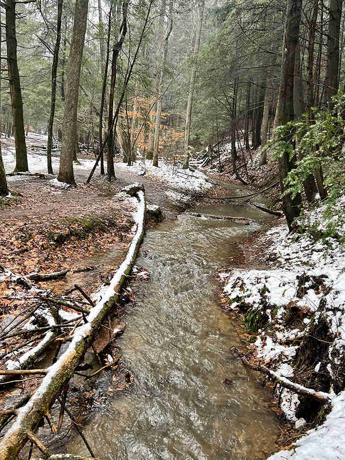 Crystal clear waters meander through the forest floor, their gentle babbling providing nature's perfect soundtrack for contemplative hiking.