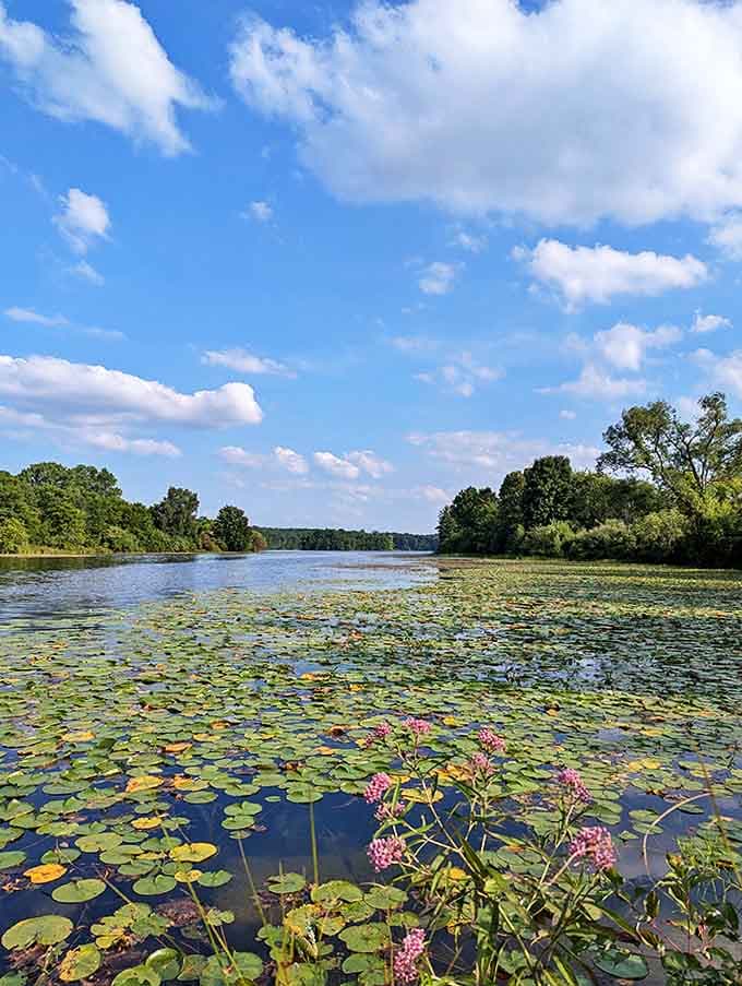 Water lilies create nature's mosaic across the lake surface, their pink blooms punctuating a canvas of green floating islands.