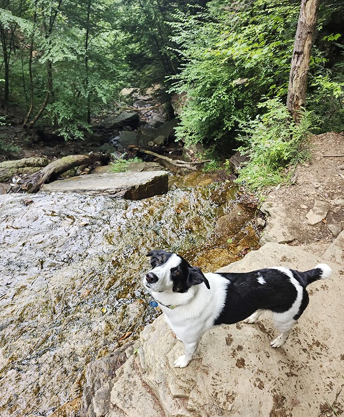 A curious four-legged explorer surveys the scene. Dogs understand the joy of discovery better than anyone.