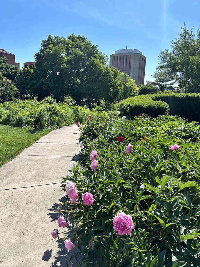 Pink peonies stand sentinel along this path, like nature's version of a welcoming committee.