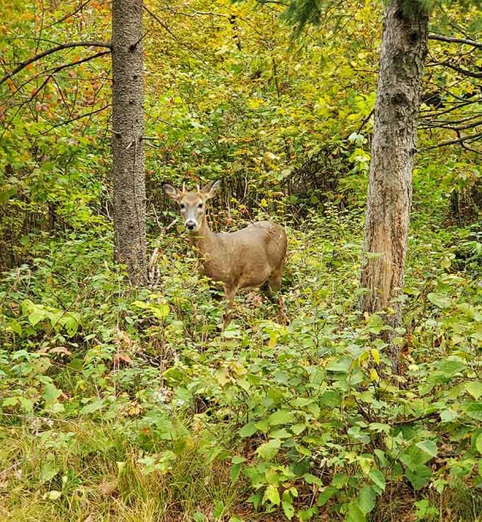 When the local wildlife poses better for photos than most people do at family gatherings.