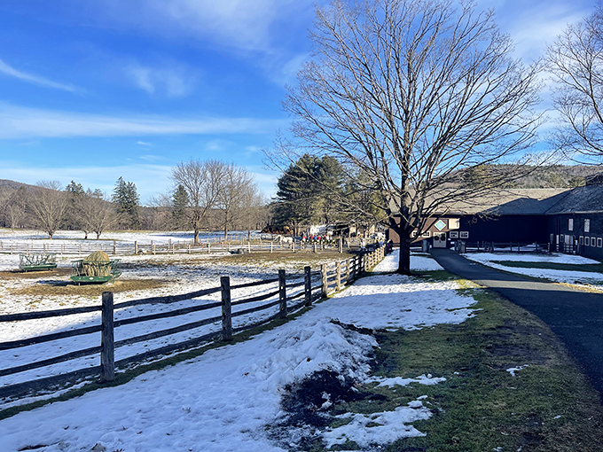 Winter transforms Billings Farm into a snow-dusted wonderland where the stark beauty of Vermont's coldest season takes center stage.