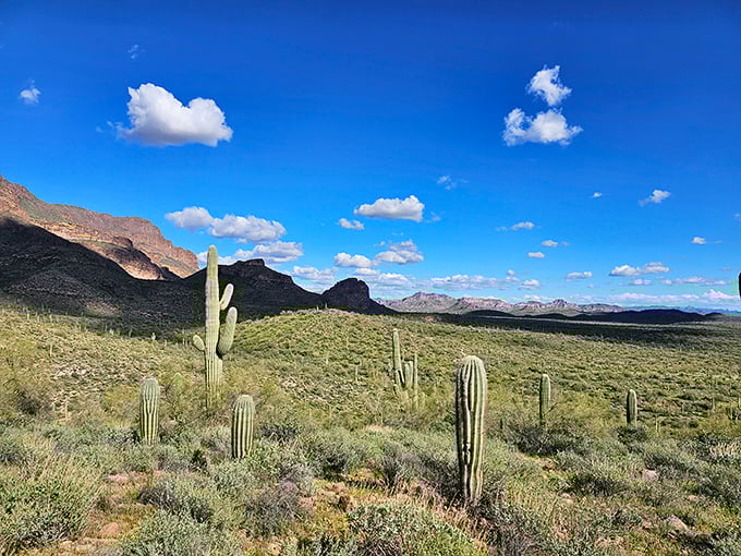 The desert's perfect composition: saguaros punctuating the landscape beneath a sky so blue it seems digitally enhanced.
