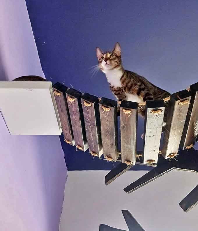 The suspended cat bridge offers residents a highway in the sky &ndash; perfect for dramatic entrances and strategic surveillance of potential lap donors below.