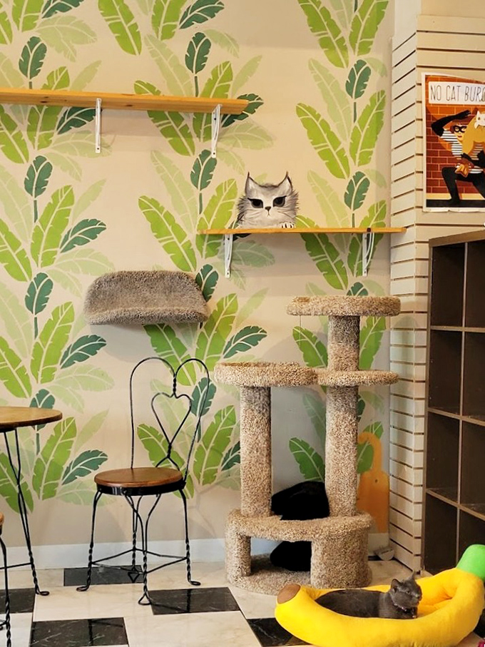 The multi-level cat tree kingdom where residents can climb, scratch and survey their domain like proper feline royalty.
