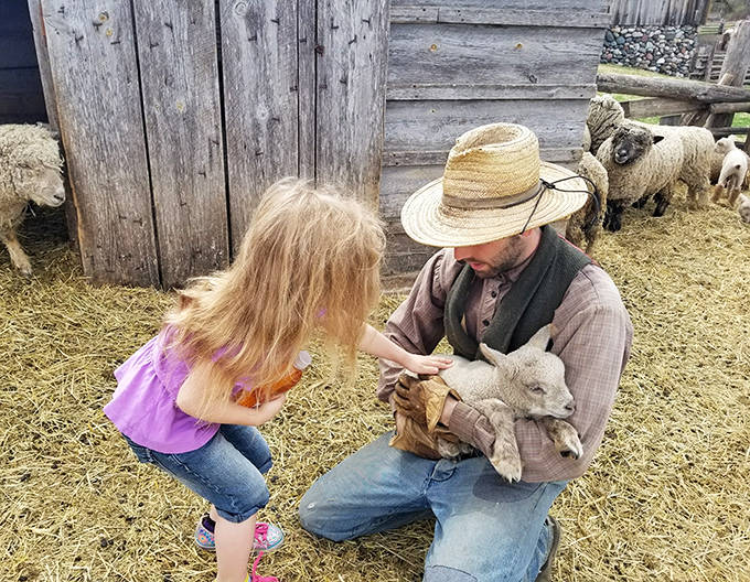 A tender moment unfolds as little hands reach out to touch a lamb &ndash; creating memories that will outlast any souvenir.