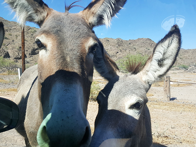 Curious locals greet visitors at the park entrance, their long ears perked for the sound of potential treats.