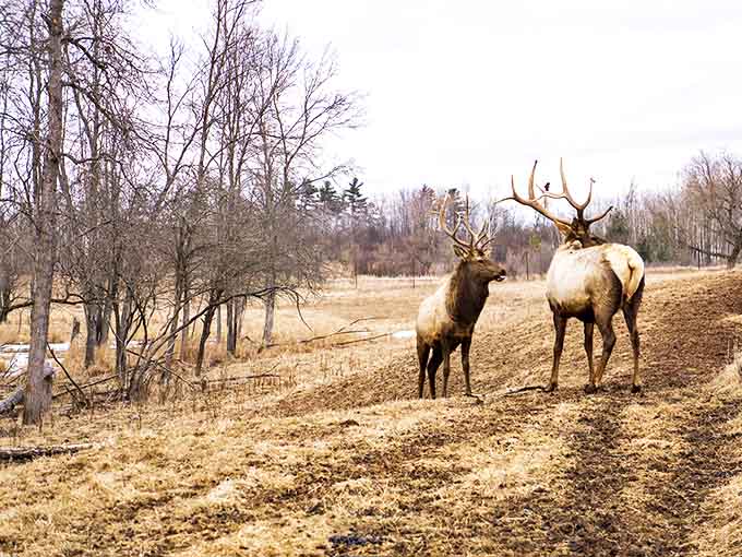 Majestic elk roam freely around Hillman, descendants of western elk reintroduced to Michigan in 1918.