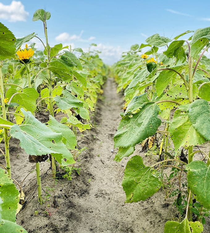 Follow the sunflower-lined path to... more sunflowers! Sometimes the journey and destination are equally spectacular.