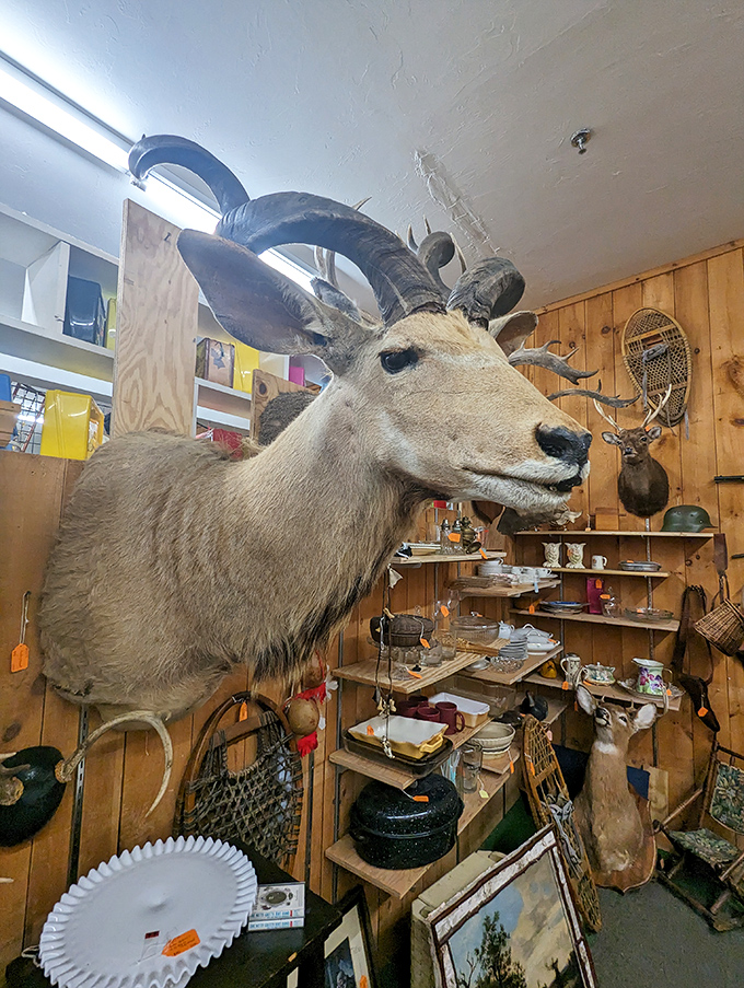 This impressive mounted kudu head watches over shoppers, probably thinking "You call that a collection? I've got better stuff on my horns."