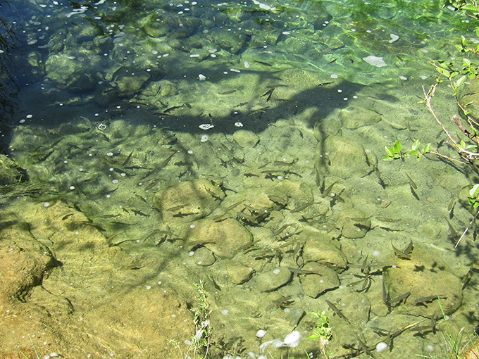 Small fish darting through clear waters: Underwater residents going about their day &ndash; native species thriving in their restored habitat, visible through crystal waters.