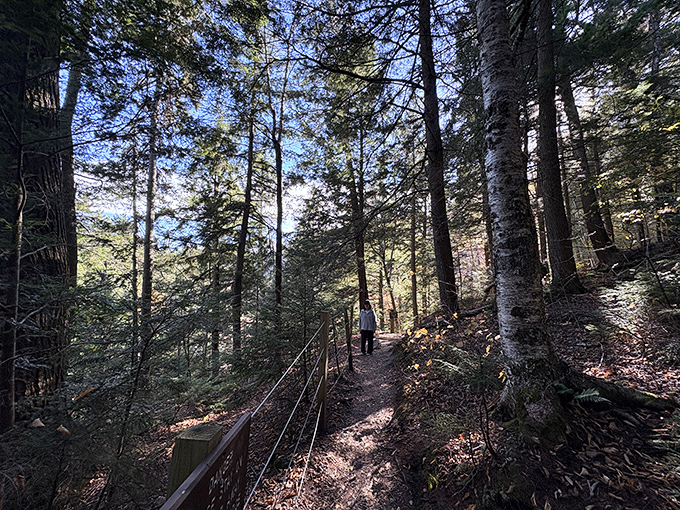 A shaded woodland trail guides visitors safely toward Bingham Falls, surrounded by towering evergreens and soft forest light.
