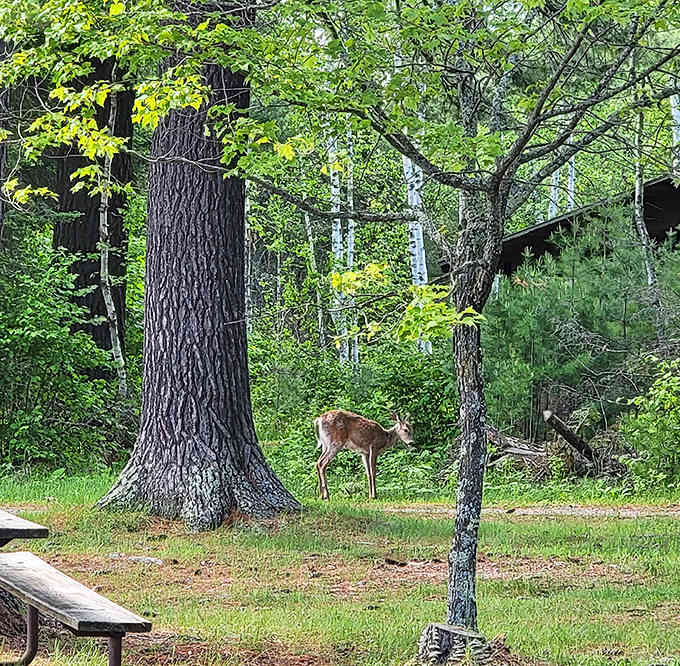 Deer me! Wildlife sightings at Bear Head Lake are so common, this deer looks like it's posing for its wilderness yearbook photo.