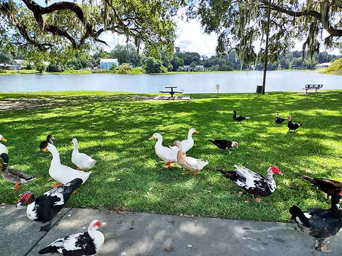 Isabella Park's waterfowl welcoming committee doesn't care about your social status. Nature's perfect reminder that sometimes the best entertainment is completely free.