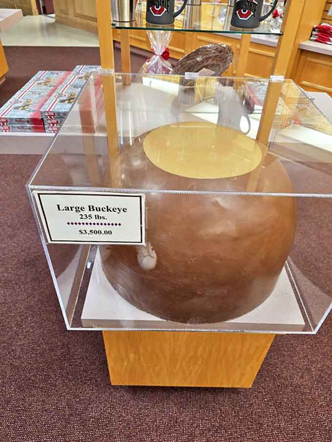The legendary 235-pound chocolate buckeye sits in state like chocolate royalty. Ohio State fans, your ultimate tailgate centerpiece awaits!
