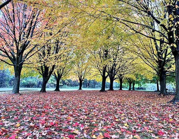 Autumn's fallen leaves create nature's most beautiful carpet, a crunchy, colorful pathway through towering trees dressed in gold.