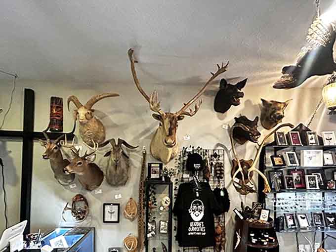 These magnificent mounted specimens transform a simple wall into a natural history exhibit, their glass eyes seeming to follow you throughout the shop.