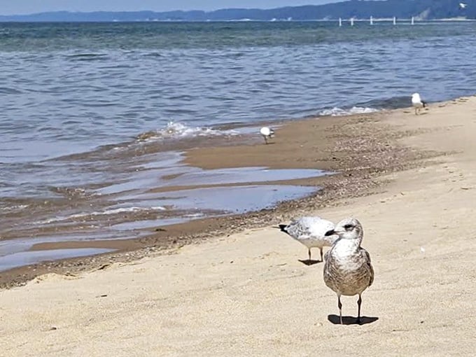 Even the seagulls seem more relaxed here, strutting along shores less trampled than Michigan's more famous beaches.