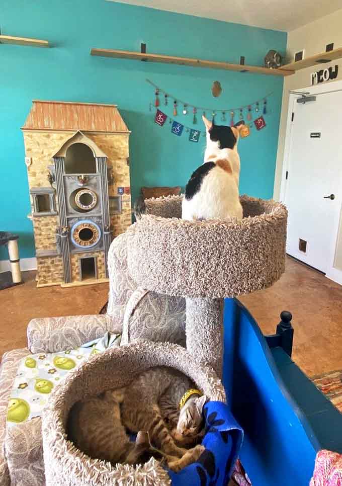Feline residents enjoy their multi-level playground, complete with cozy beds and climbing opportunities that would make any cat envious.