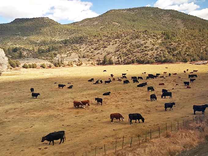 Cattle grazing peacefully in fields remind you that not everyone lives life in the fast lane, and maybe that's okay.
