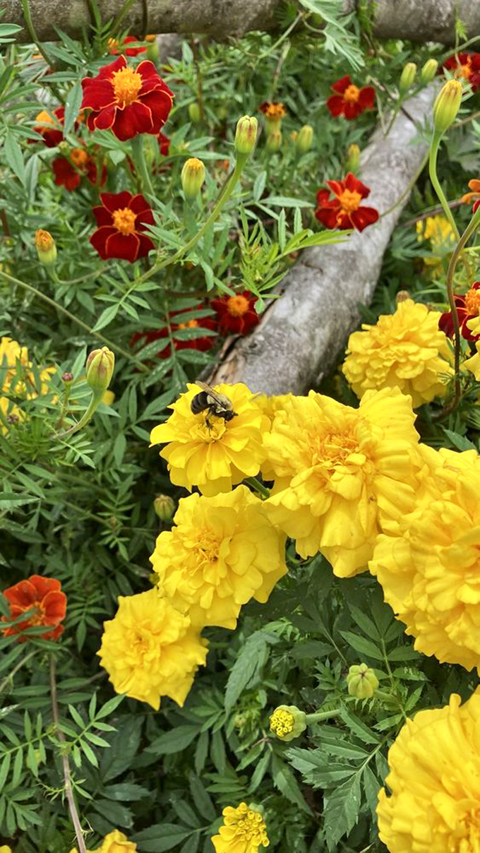 A garden path that leads to tranquility, where white peonies stand guard like botanical sentinels along a perfectly graveled runway to serenity.