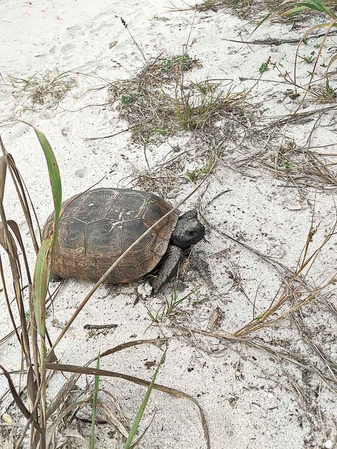 A prehistoric resident taking a leisurely stroll. When you're 60 years old and still rocking that shell, you've earned the right-of-way.