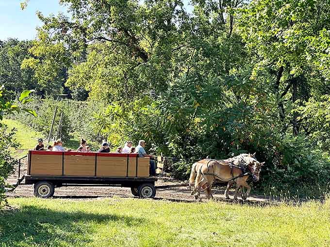 A horse-drawn wagon ride through the orchard offers a nostalgic journey that connects visitors to farming traditions of the past.