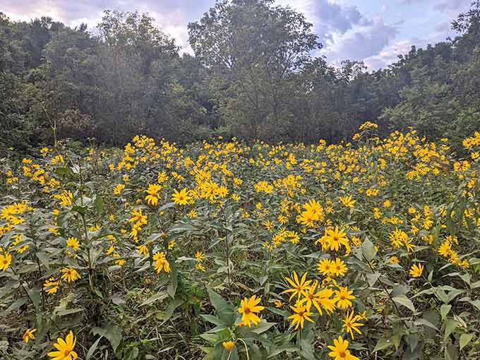 These wildflowers bloom with the kind of enthusiasm usually reserved for puppies meeting new people, just more photogenic.