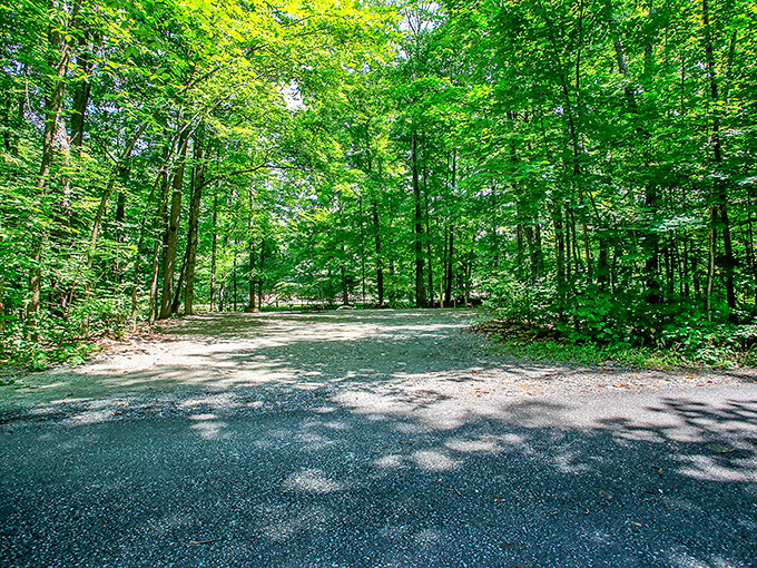 Forest cathedral: dappled sunlight filters through a canopy of green, creating nature's perfect meditation space.