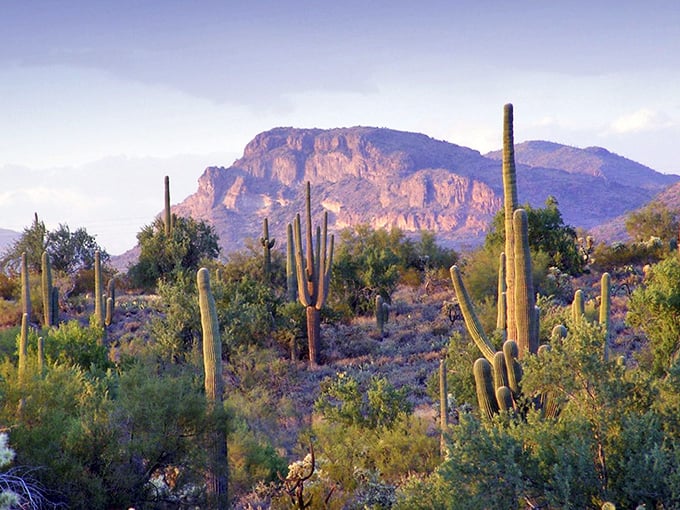 The Sonoran Desert surrounding Florence erupts in a symphony of saguaros, proving that "barren" is the last word that should describe this vibrant ecosystem.