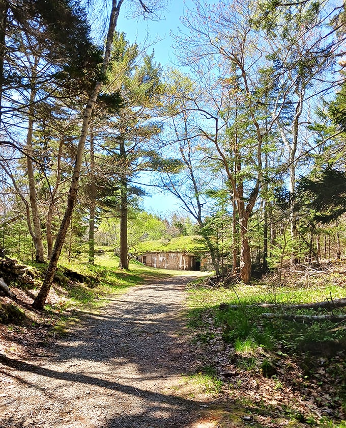 Sunlight filters through trees that have grown increasingly bold, gradually reclaiming military territory with roots, leaves, and persistent patience.