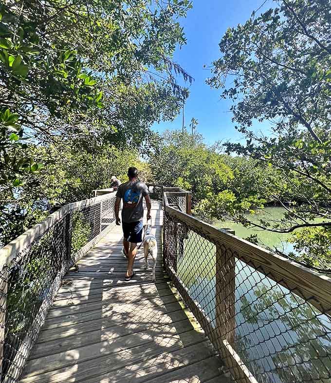 Walking these elevated pathways feels like floating just above nature's floor, where every step brings new discoveries without disturbing delicate ecosystems.