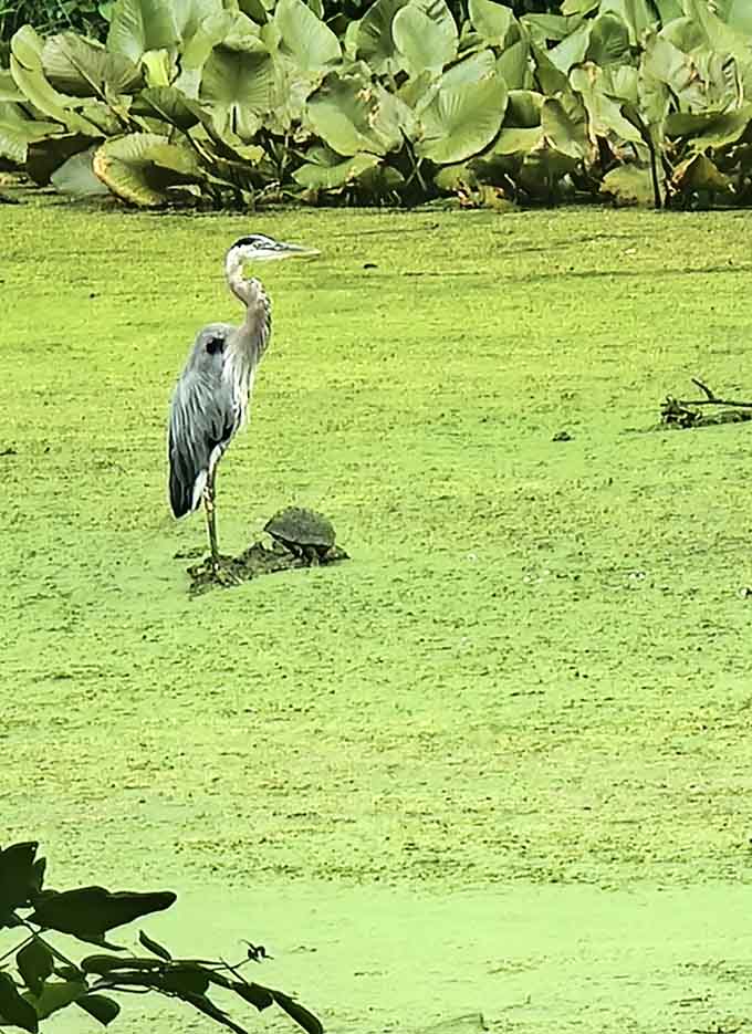 The Egyptian Theatre's 1920s grandeur transforms ordinary moviegoing into an event worthy of dressing up and making memories.