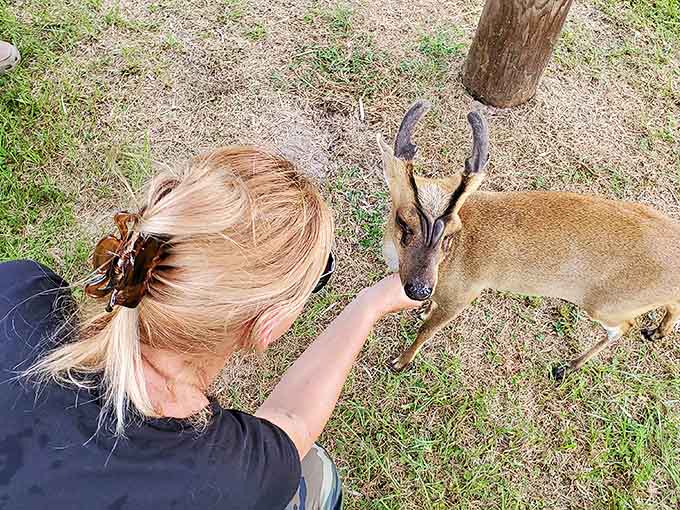A delicate moment as a visitor offers food to a deer, whose gentle acceptance speaks to the trust built at this unique sanctuary.