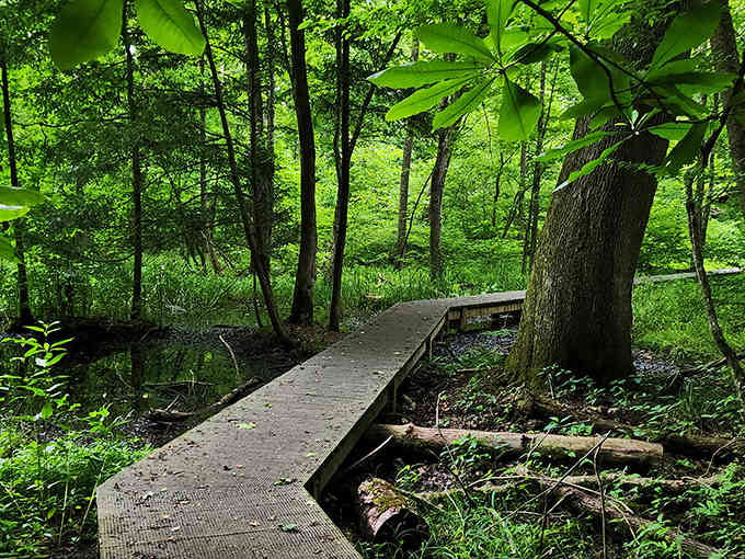 A wooden boardwalk meanders through wetlands teeming with life. Nature's version of the yellow brick road, minus the munchkins.